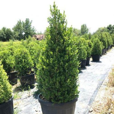 Buxus Sempervirens Pyramidalis | Product - Plantsbenefits