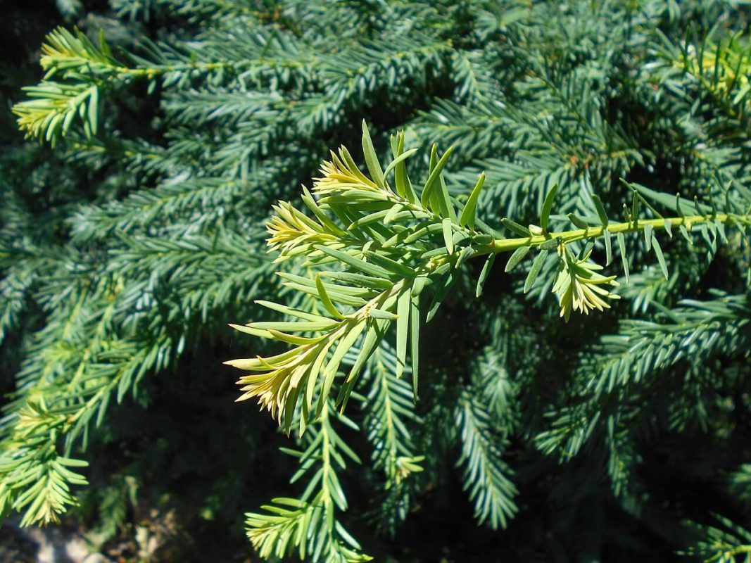 Taxus Baccata Repandens - Product | Plantsbenefits