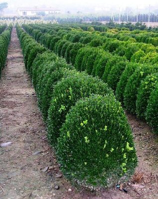 Buxus Sempervirens Suffruticosa | Hedge plant - Plantsbenefits